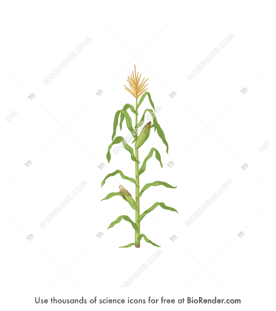 Free Corn (R2-R3) Icons, Symbols & Images | BioRender