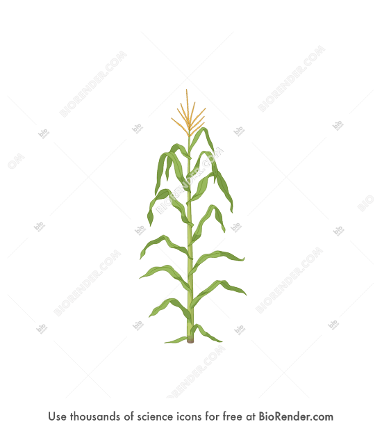 Free Corn (VT) Icons, Symbols & Images | BioRender