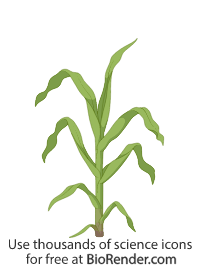 Free Corn (V7-V10) Icons, Symbols & Images | BioRender