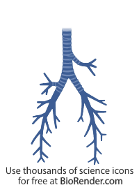 Free Dolphin respiratory tree (dorsal) Icons, Symbols & Images | BioRender