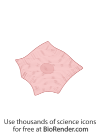 Free Cardiomyocyte (iPSC-derived) Icons, Symbols & Images | BioRender