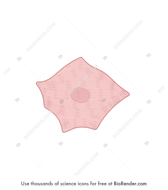 Free Cardiomyocyte (iPSC-derived) Icons, Symbols & Images | BioRender