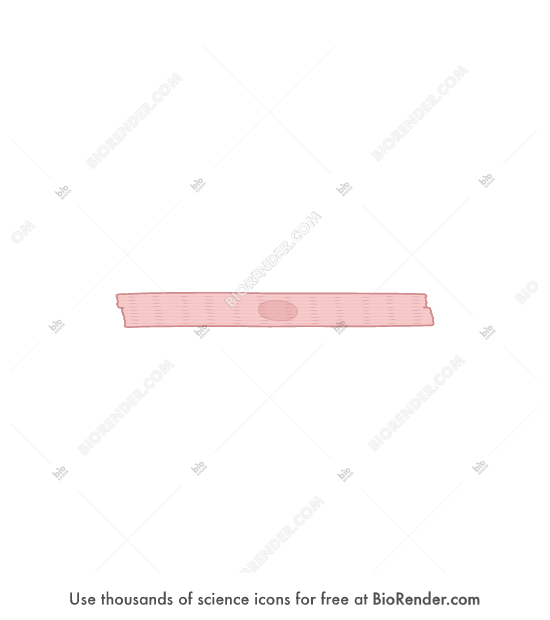 Free Cardiomyocyte (eccentric hypertrophy) Icons, Symbols & Images ...