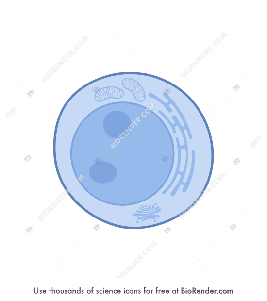Free Erythroblast Icons, Symbols & Images | BioRender