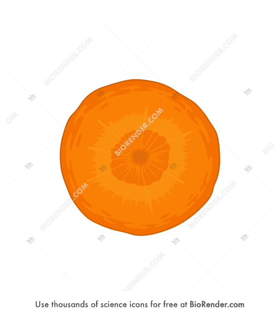 Free Carrot (cross-section) Icons, Symbols & Images | BioRender