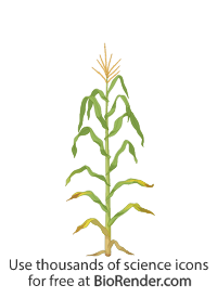 Free Corn (VT, with nitrogen deficiency) Icons, Symbols & Images ...