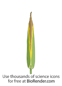 Free Corn (leaf, with nitrogen deficiency) Icons, Symbols & Images ...