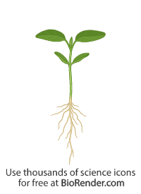 Free Soybean seedling (VC) Icons, Symbols & Images | BioRender