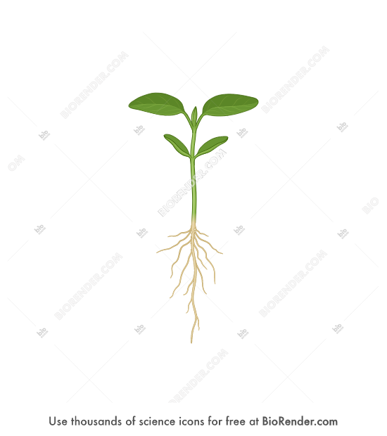 Free Soybean seedling (VC) Icons, Symbols & Images | BioRender