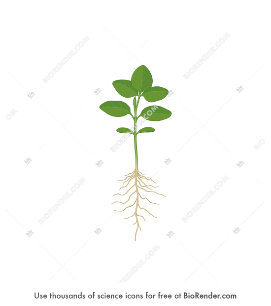 Free Soybean plant (V1) Icons, Symbols & Images | BioRender
