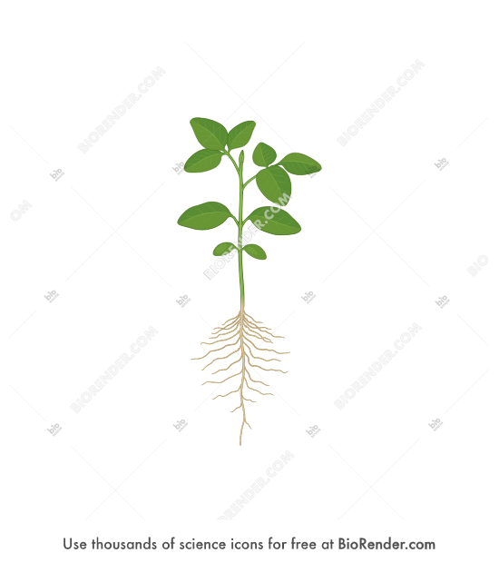 Free Soybean plant (V2) Icons, Symbols & Images | BioRender