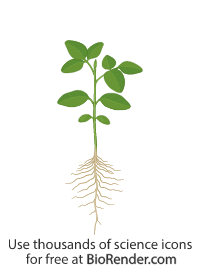 Free Soybean plant (V2) Icons, Symbols & Images | BioRender