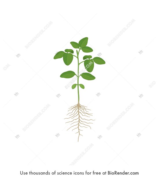 Free Soybean plant (V3) Icons, Symbols & Images | BioRender