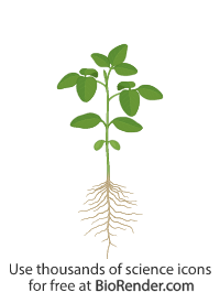 Free Soybean plant (V3) Icons, Symbols & Images | BioRender