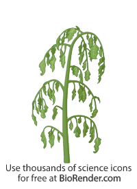 Free Tomato plant (wilted) Icons, Symbols & Images | BioRender