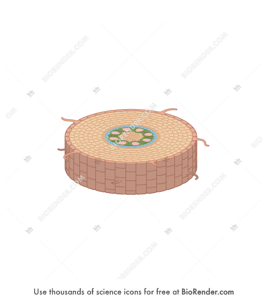 Free Root (monocot, horizontal cross-section, 3D) Icons, Symbols ...