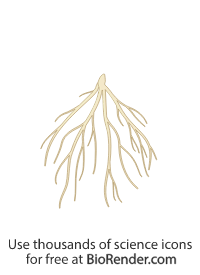 Free Asparagus roots (young) Icons, Symbols & Images | BioRender