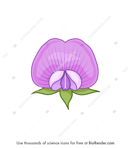 Free Soybean (flower) Icons, Symbols & Images | BioRender