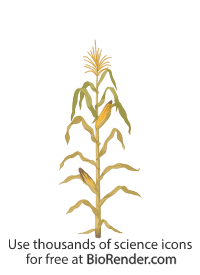 Free Corn (R6-R7) Icons, Symbols & Images | BioRender
