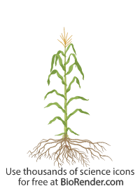 Free Corn (VT, with roots) Icons, Symbols & Images | BioRender