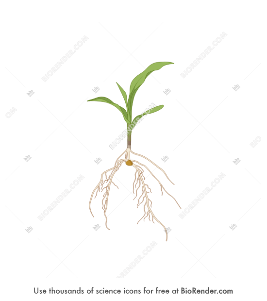 Free Corn seedling (V2, with roots) Icons, Symbols & Images | BioRender