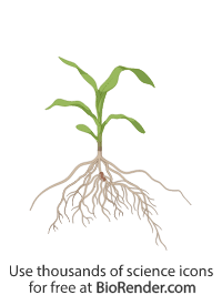 Free Corn seedling (V3, with roots) Icons, Symbols & Images | BioRender