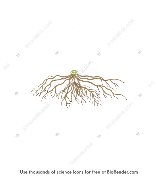 Free Corn roots Icons, Symbols & Images | BioRender