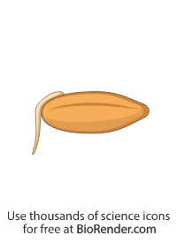 Free Rice (germinating seed 1) Icons, Symbols & Images | BioRender
