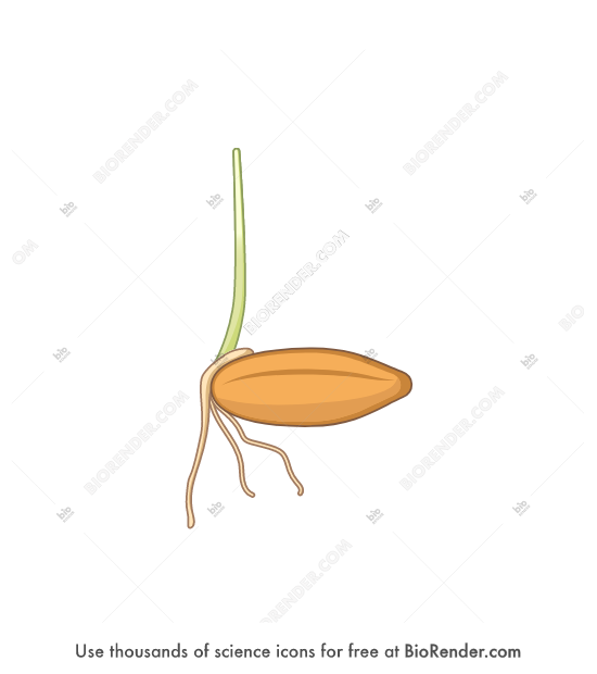 Free Rice (germinating seed 2) Icons, Symbols & Images | BioRender