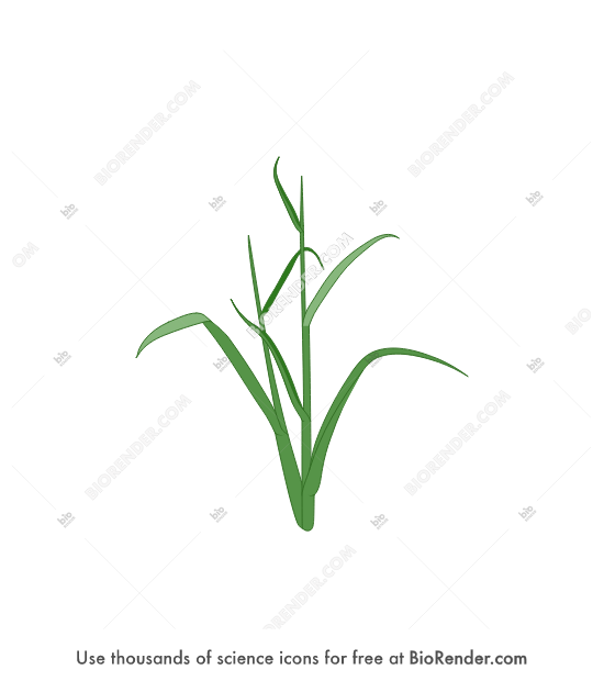 Free Rice (seedling 2) Icons, Symbols & Images | BioRender
