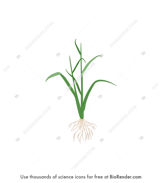 Free Rice (seedling 2, with roots) Icons, Symbols & Images | BioRender