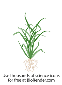 Free Rice (plant, young, with roots) Icons, Symbols & Images | BioRender