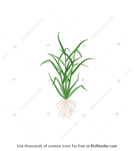 Free Rice (plant, young, with roots) Icons, Symbols & Images | BioRender
