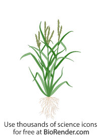 Free Rice (plant, flowering, with roots) Icons, Symbols & Images ...