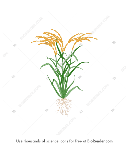 Free Rice (plant, milk stage, with roots) Icons, Symbols & Images ...
