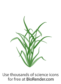 Free Rice (plant, young) Icons, Symbols & Images | BioRender