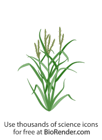 Free Rice (plant, flowering) Icons, Symbols & Images | BioRender