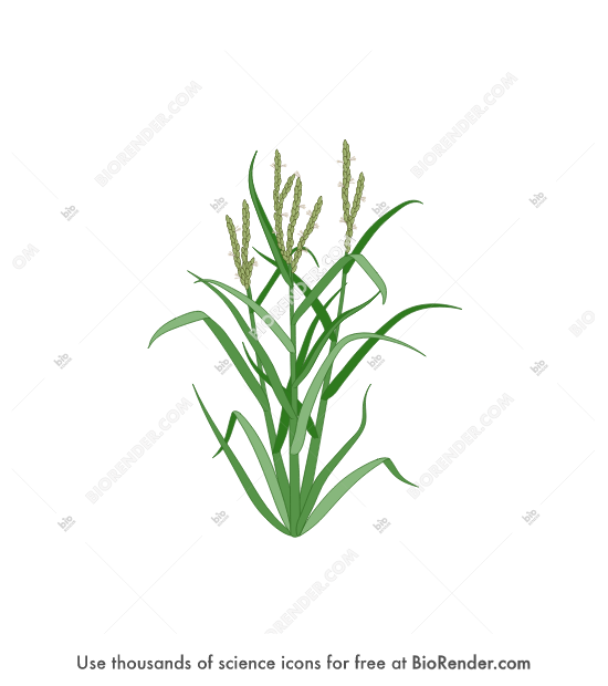Free Rice (plant, flowering) Icons, Symbols & Images | BioRender