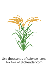 Free Rice (plant, milk stage) Icons, Symbols & Images | BioRender