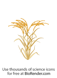 Free Rice (plant, mature) Icons, Symbols & Images | BioRender