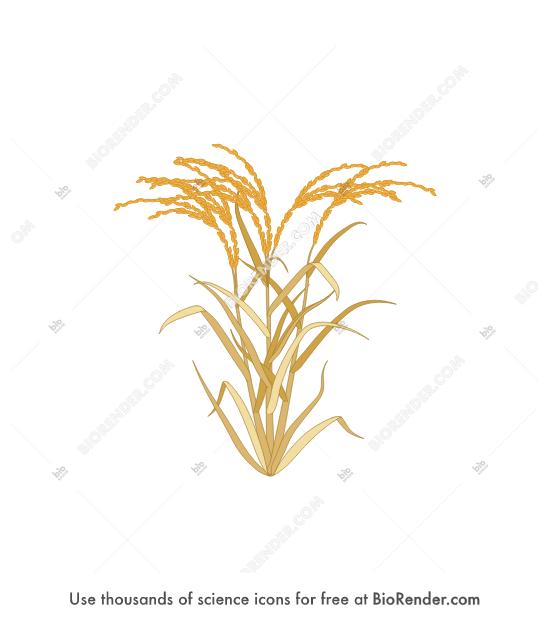 Free Rice (plant, mature) Icons, Symbols & Images | BioRender