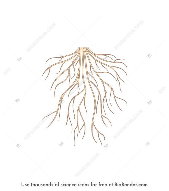 Free Rice roots Icons, Symbols & Images | BioRender