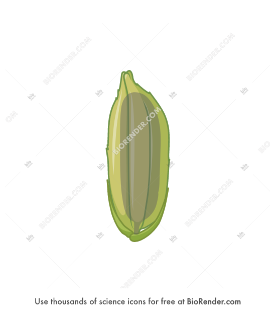 Free Rice grain (ripening, in floret) 3 Icons, Symbols & Images | BioRender