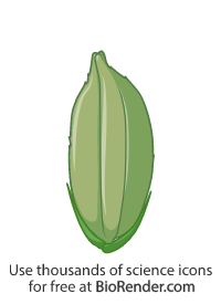 Free Rice floret Icons, Symbols & Images | BioRender