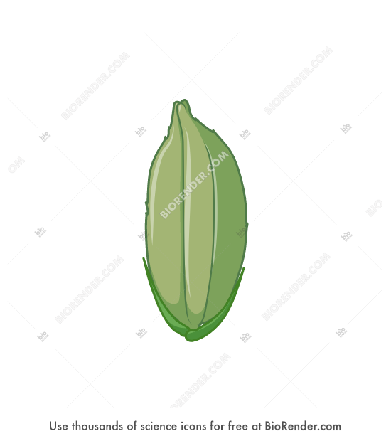 Free Rice floret Icons, Symbols & Images | BioRender