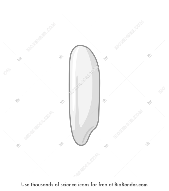 Free Rice grain (kernel) Icons, Symbols & Images | BioRender