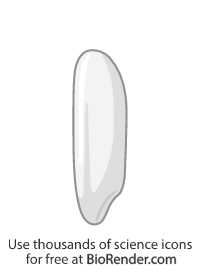 Free Rice grain (kernel) Icons, Symbols & Images | BioRender