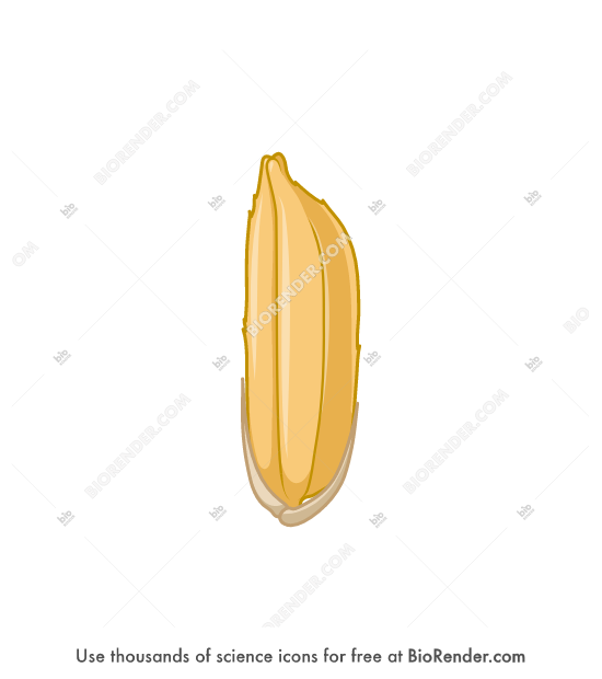 Free Rice grain (with husk) Icons, Symbols & Images | BioRender