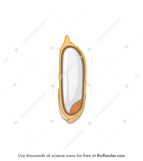 Free Rice grain (cross-section) Icons, Symbols & Images | BioRender