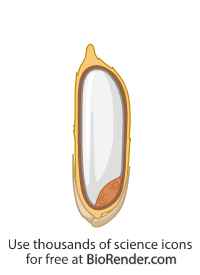 Free Rice grain (cross-section) Icons, Symbols & Images | BioRender